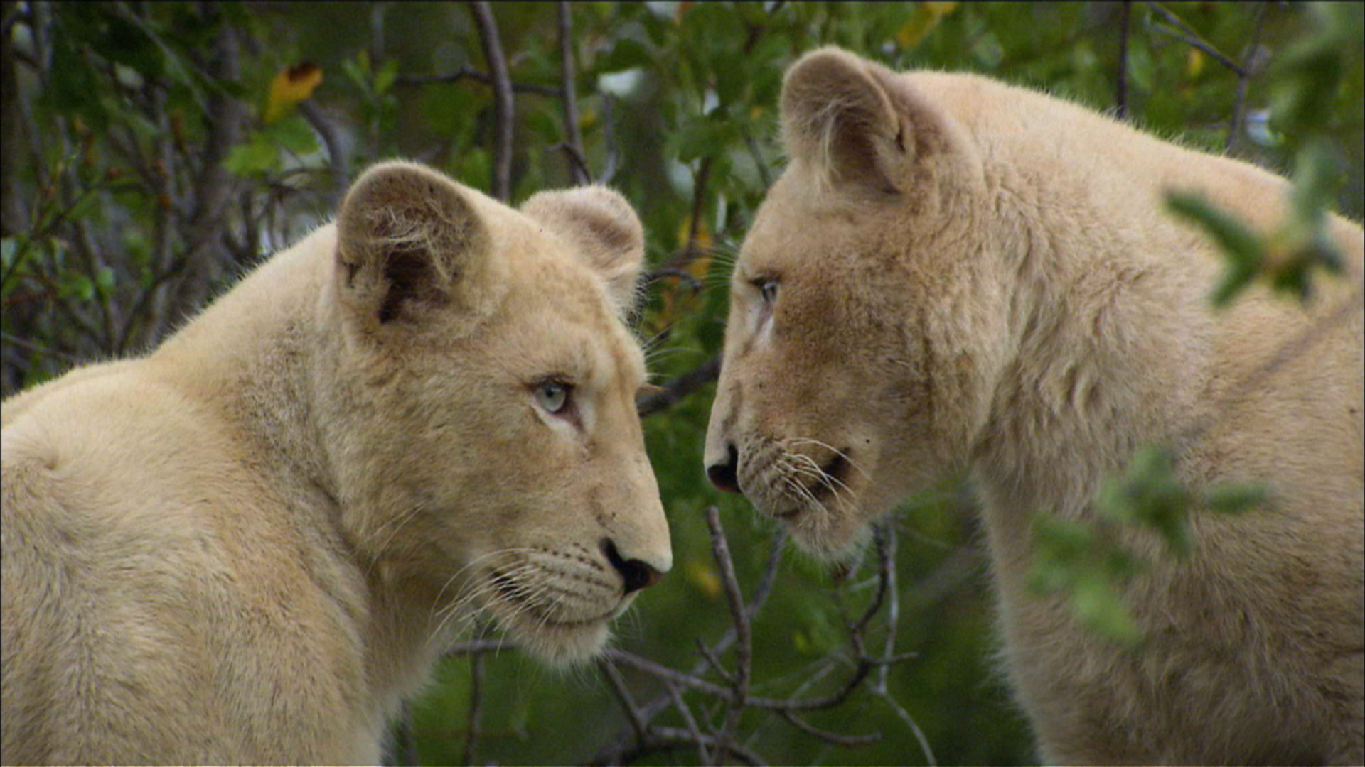 NATURE Celebrates World Lion Day | Blog | Nature | PBS