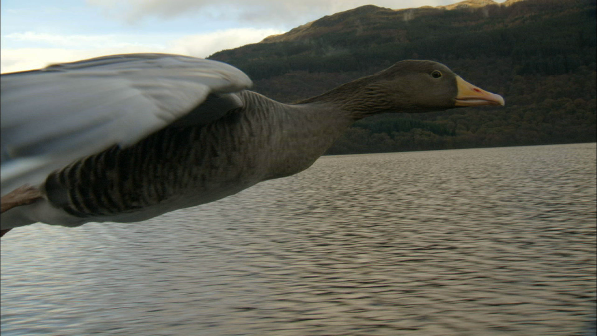 Attenborough's Life Stories | Alongside Greylag Geese | Nature | PBS
